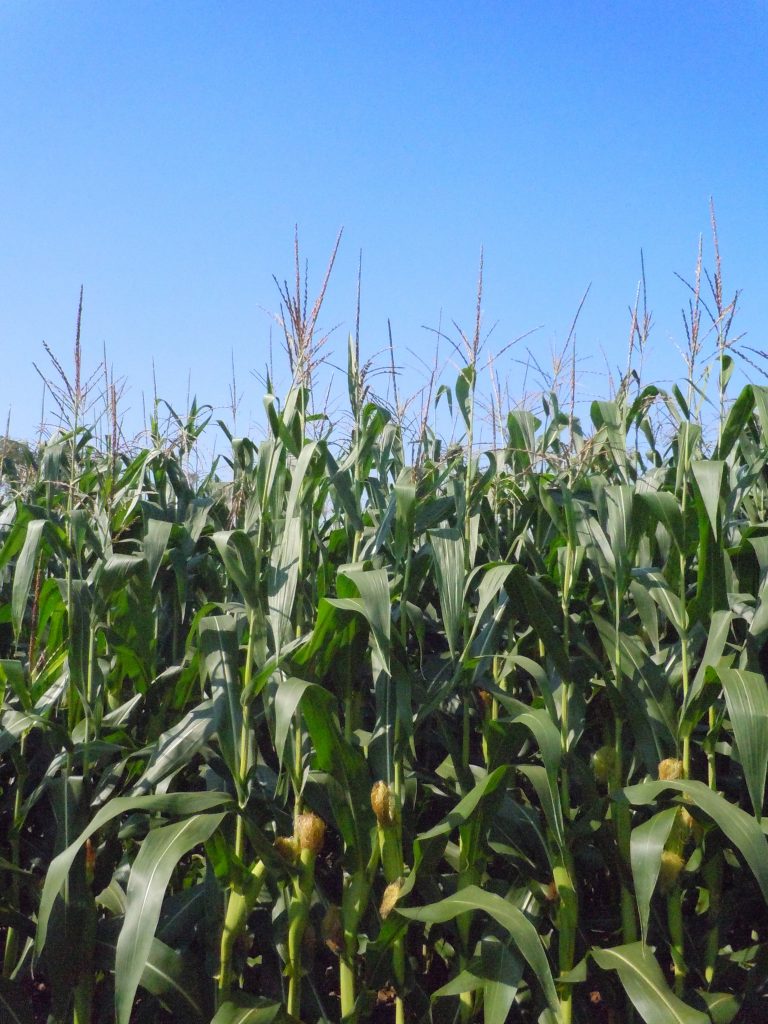 Wisconsin Ag Groups Urge Farmers to Fight EPA on Atrazine Ban