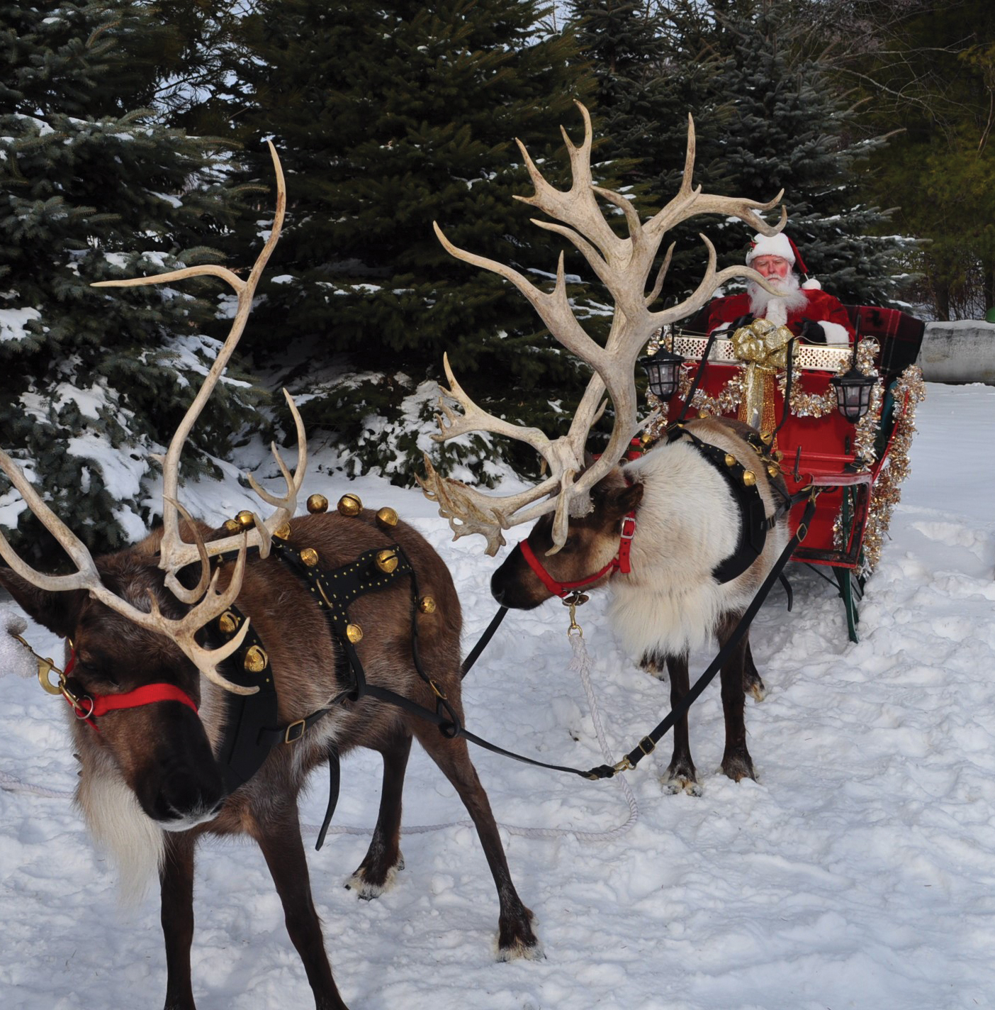 Santa and Reindeer 2 - Wisconsin Farm Bureau Federation
